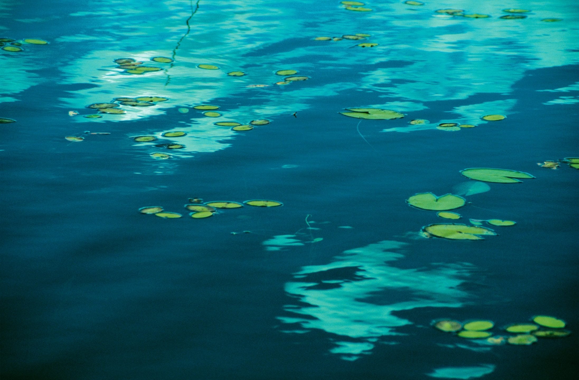 Okavango Delta Lilies 2 – Phaidon