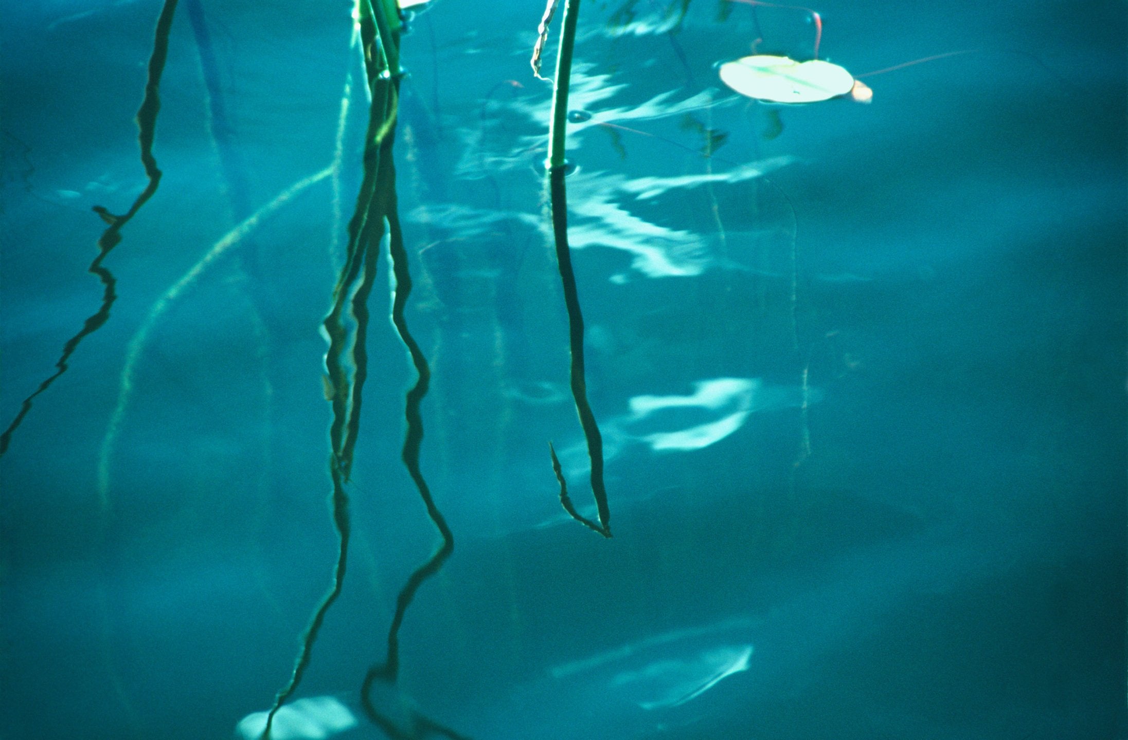 Okavango Delta Lilies 3 – Phaidon